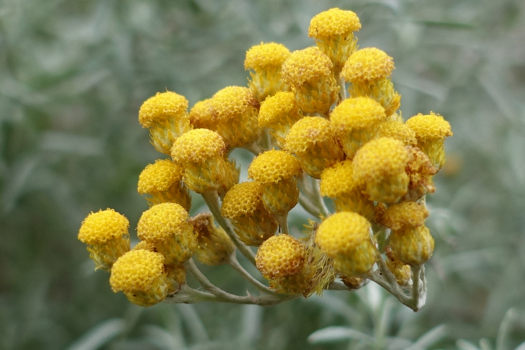 clustered everlasting (Binjura) · iNaturalist