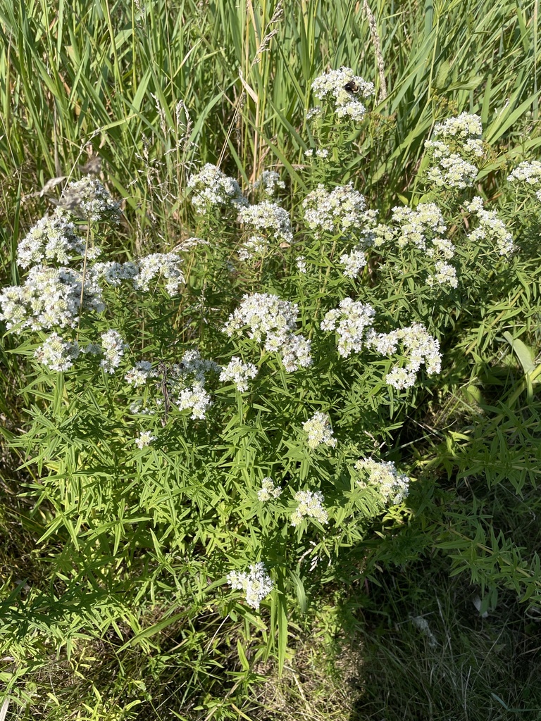 Virginia mountain mint from Portland Ave, Saint Paul, MN, US on July 25 ...