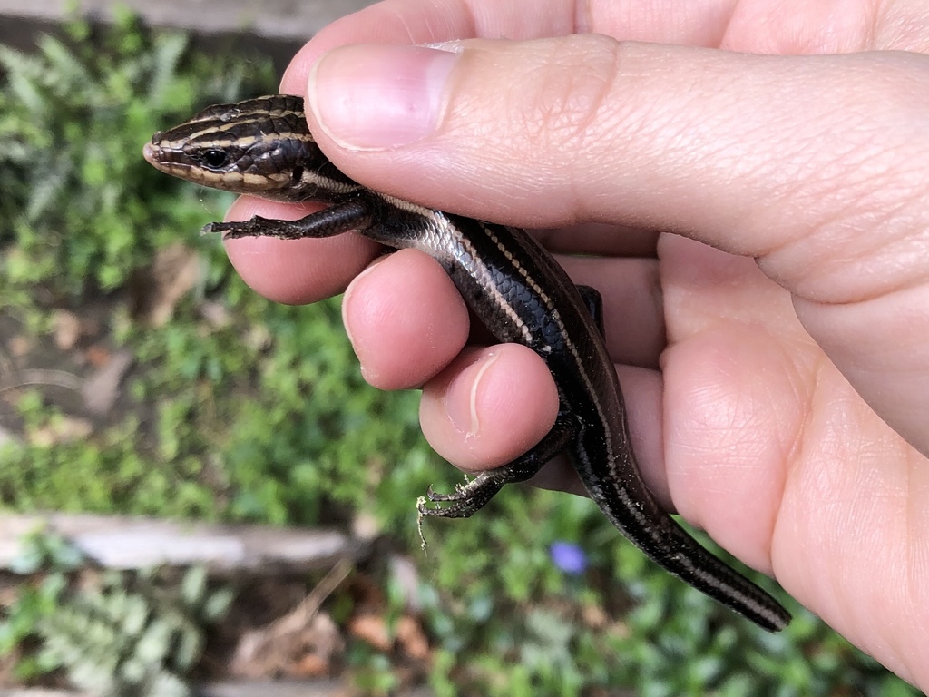 Common Five-lined Skink from Forbush Mountain Dr, Chapel Hill, NC, US ...
