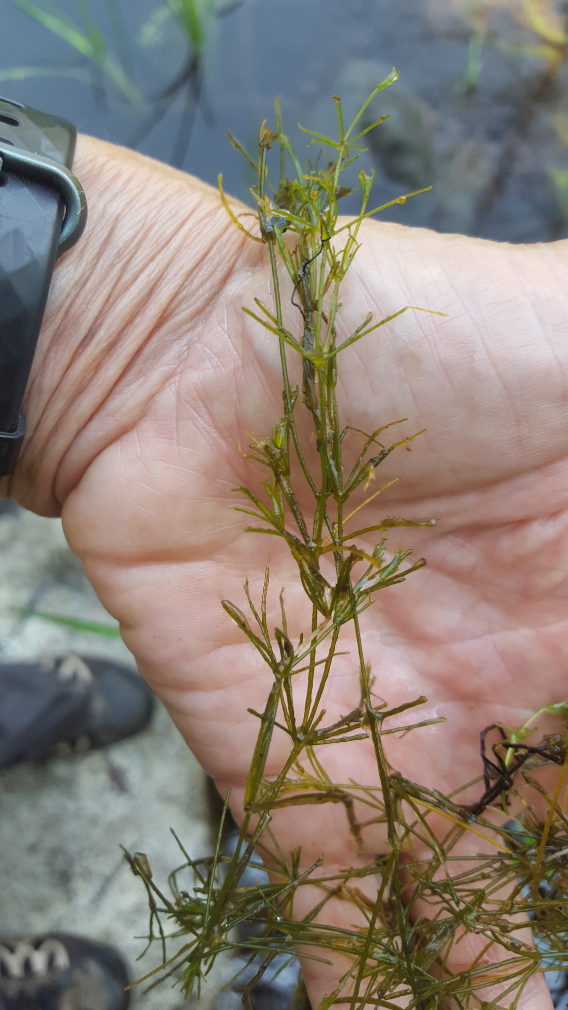 Nitella opaca (C.Agardh ex Bruzelius) C.Agardh