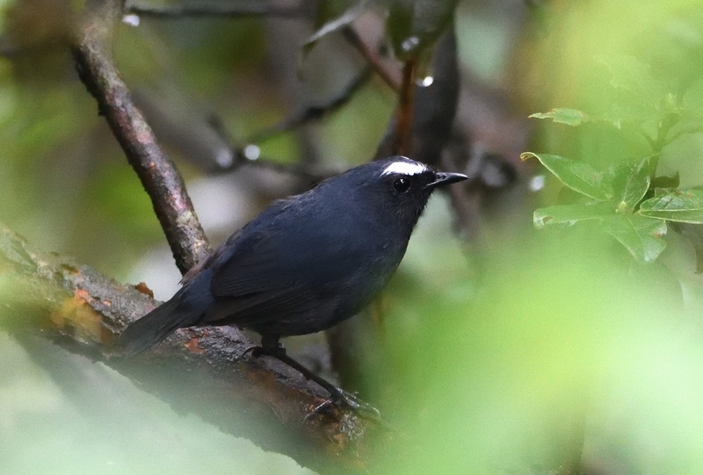 Himalayan Shortwing (Brachypteryx cruralis) - Avian Discovery