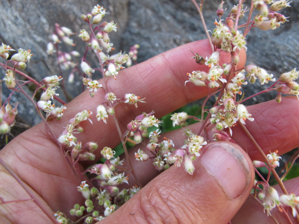 pink alumroot from Tuolumne County, CA, USA on July 23, 2021 at 09:59 ...