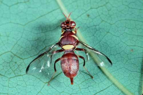Dacus arcuatus · iNaturalist