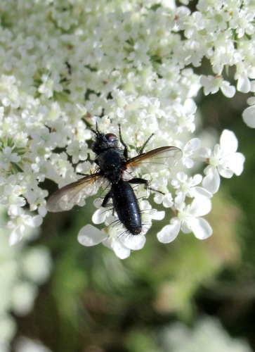 Genus Peteina · iNaturalist