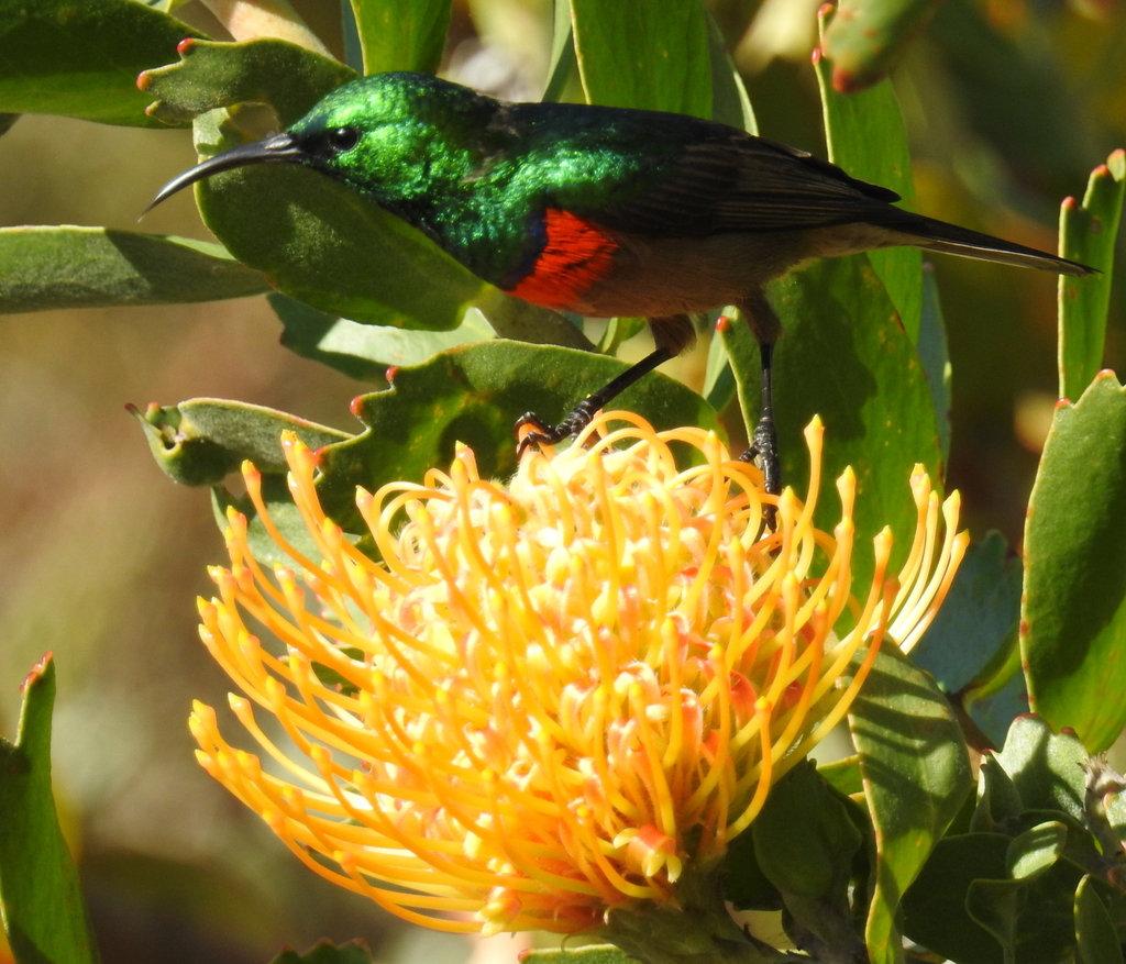Fynbos Southern Double-Collared Sunbird from Garden Route Botanical ...