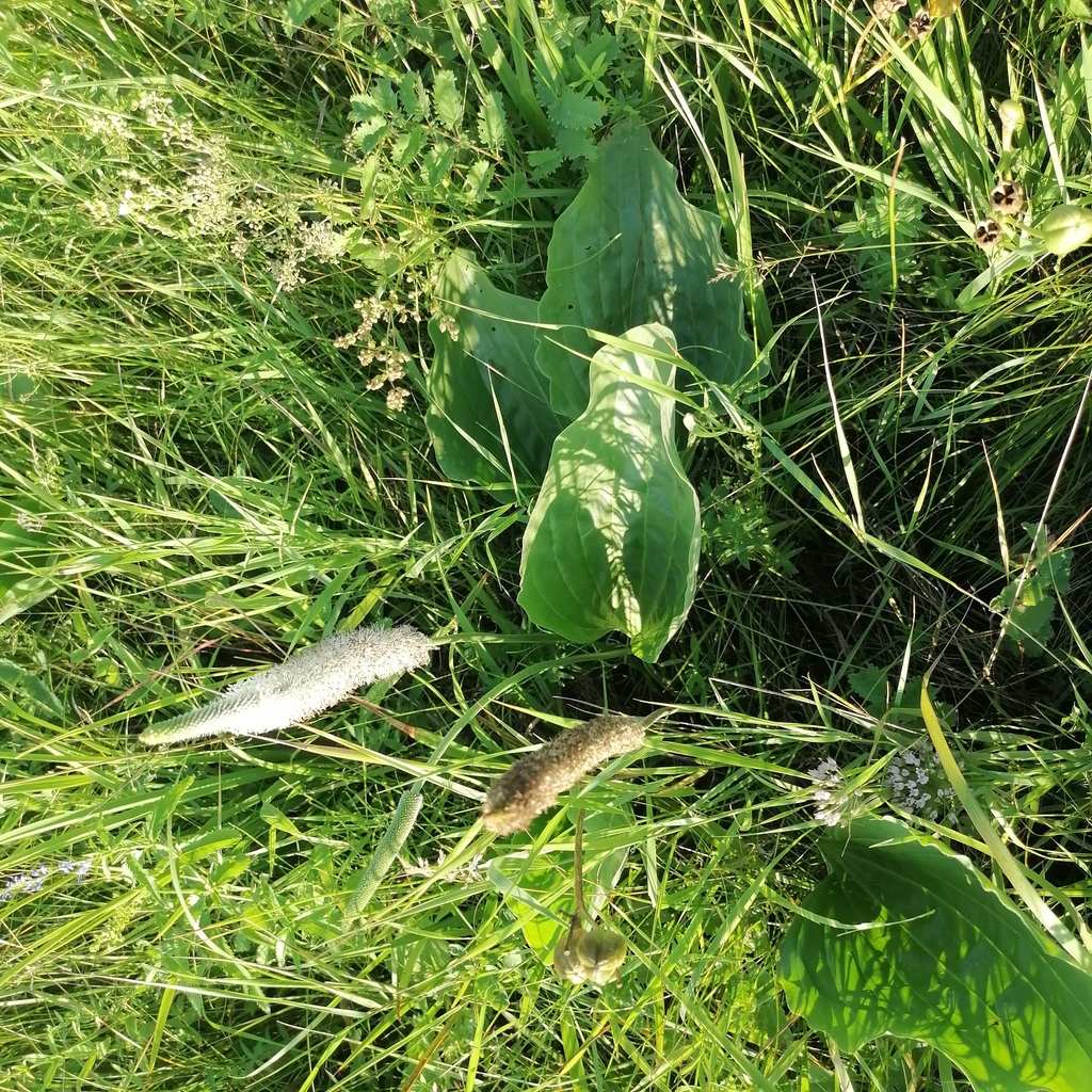 Plantago maxima from Barnaul gorsovet, Altay, Russia on July 25, 2021 ...