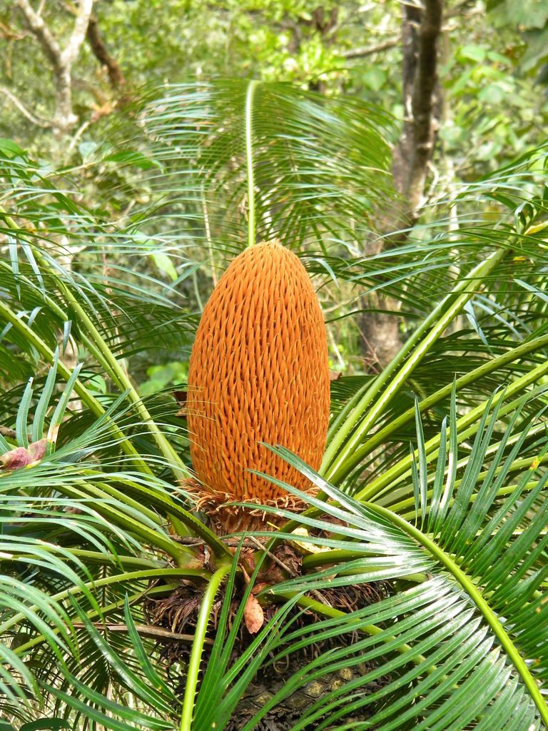 Queen sago (Cycas circinalis) - Botanical Realm