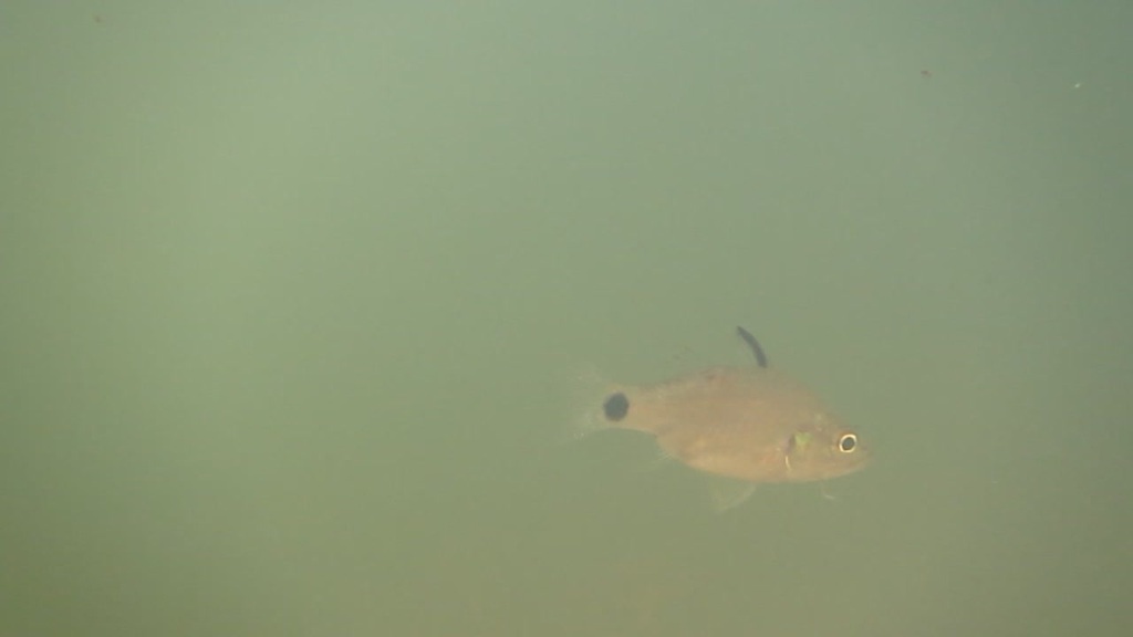 Mangrove Cardinalfish (Yarica hyalosoma) - Marine Life Identification
