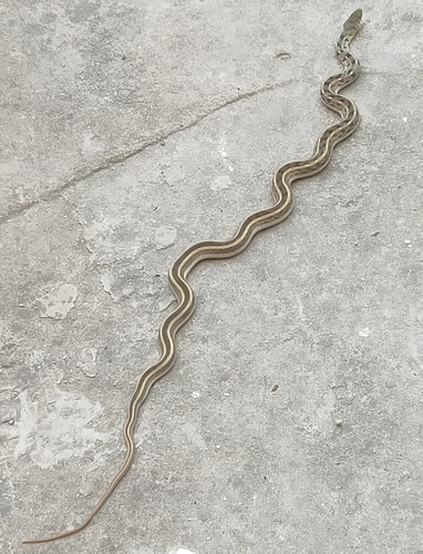 Buff Striped Keelback (Amphiesma stolatum) - Snakes and Lizards