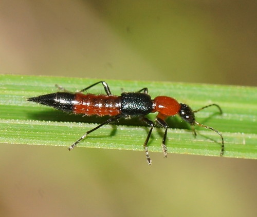 Paederus australis · iNaturalist