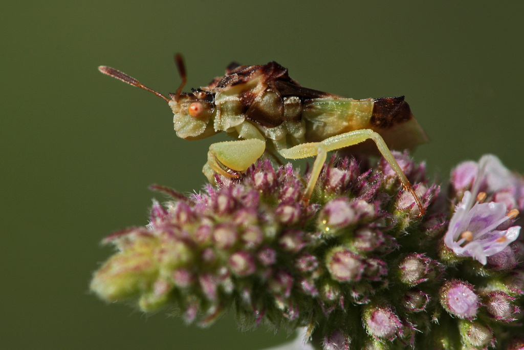 Pennsylvania Ambush Bug (Assassin bugs of GSMNP) · iNaturalist
