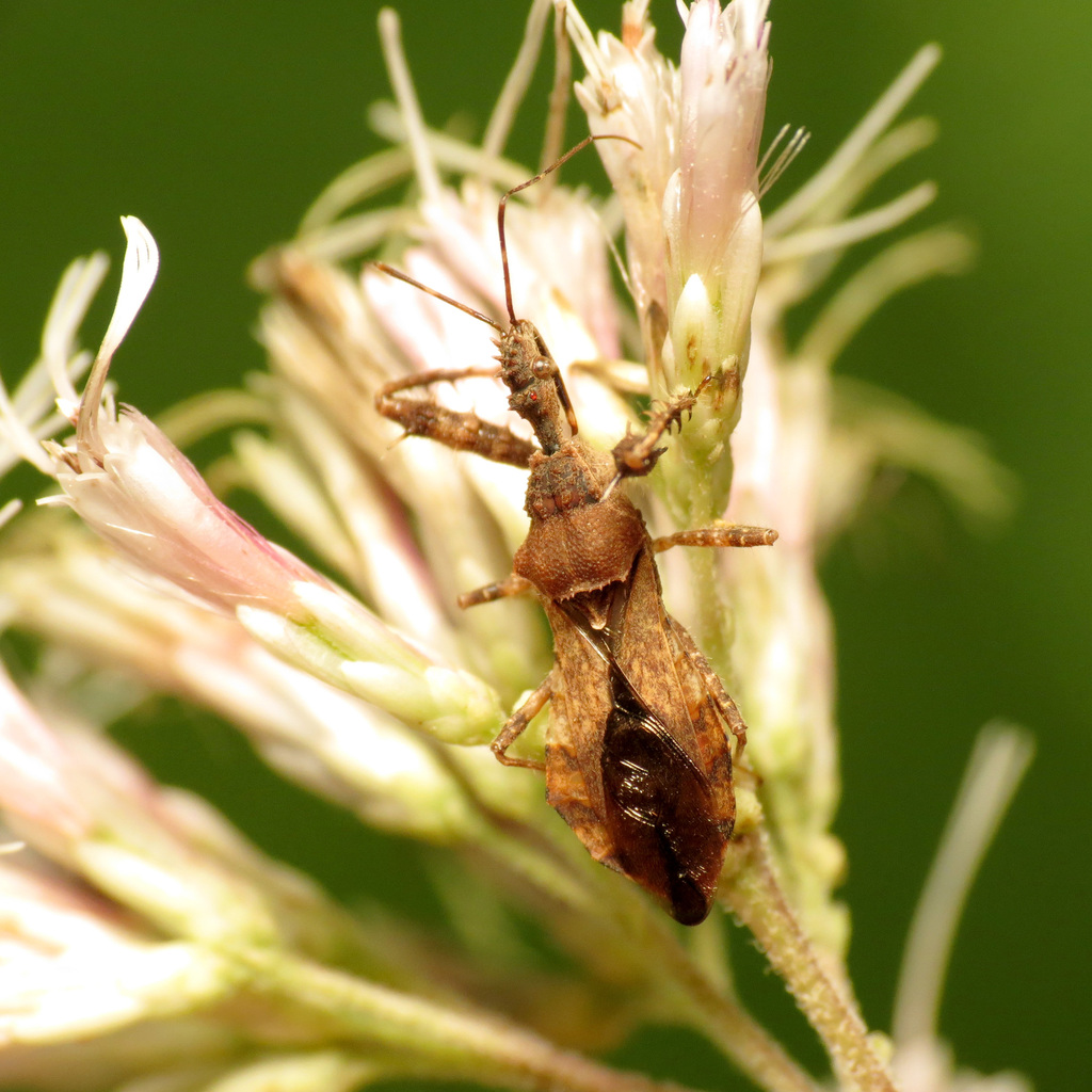 Spiny Assassin Bug (Assassin bugs of GSMNP) · iNaturalist