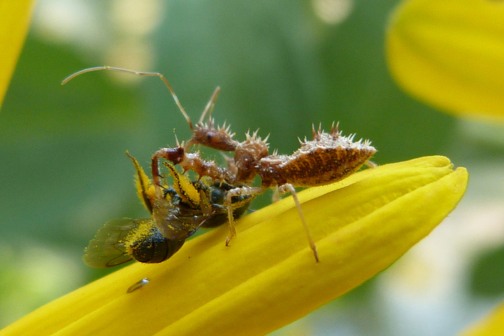 Spiny Assassin Bug (Assassin bugs of GSMNP) · iNaturalist