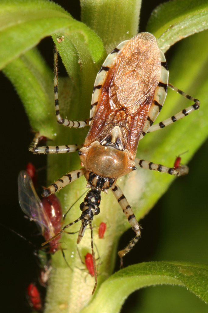 Pselliopus cinctus (Assassin bugs of GSMNP) · iNaturalist
