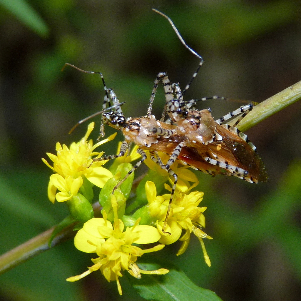 Pselliopus cinctus (Assassin bugs of GSMNP) · iNaturalist