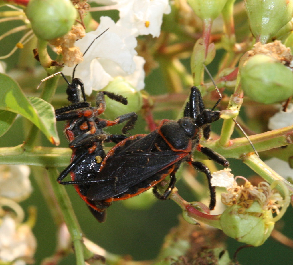 Bee Assassin (Assassin bugs of GSMNP) · iNaturalist