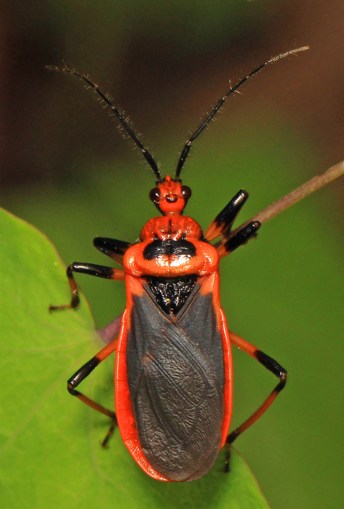 Scarlet-bordered Assassin Bug (Assassin bugs of GSMNP) · iNaturalist