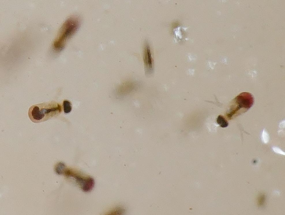 Polyphemus pediculus from Prestwich, Manchester, UK on July 25, 2021 at ...