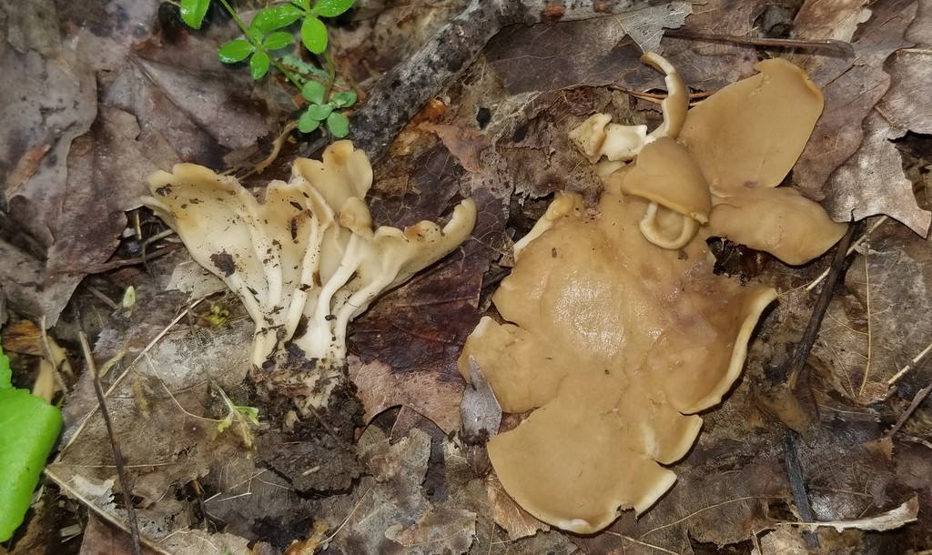 Elfin Saddles from Paint Creek State Park, Ross and Highland Cos., Ohio ...