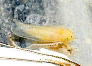 Dalbulus DeLong, 1950