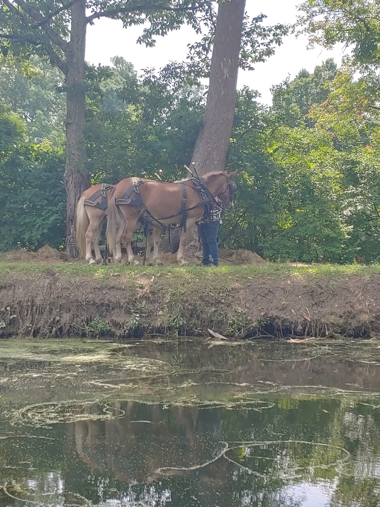 Mule/Hinny from Washington Township, OH, USA on July 25, 2021 at 12:24 ...
