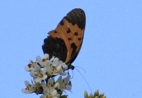 Subespecie Melinaea marsaeus mothone · NaturaLista Colombia