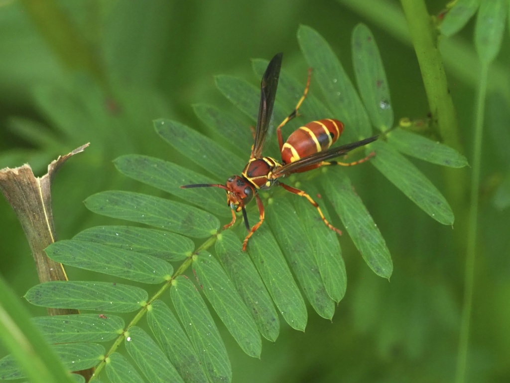 Hunter's Little Paper Wasp from Memorial Park Conservancy, Houston, TX ...