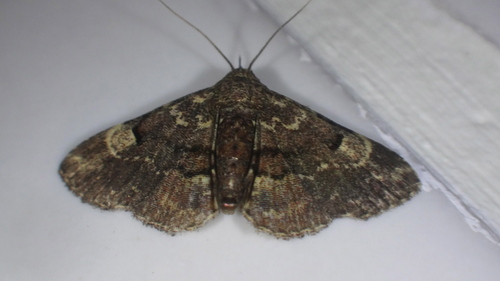 Genus Maguda · iNaturalist