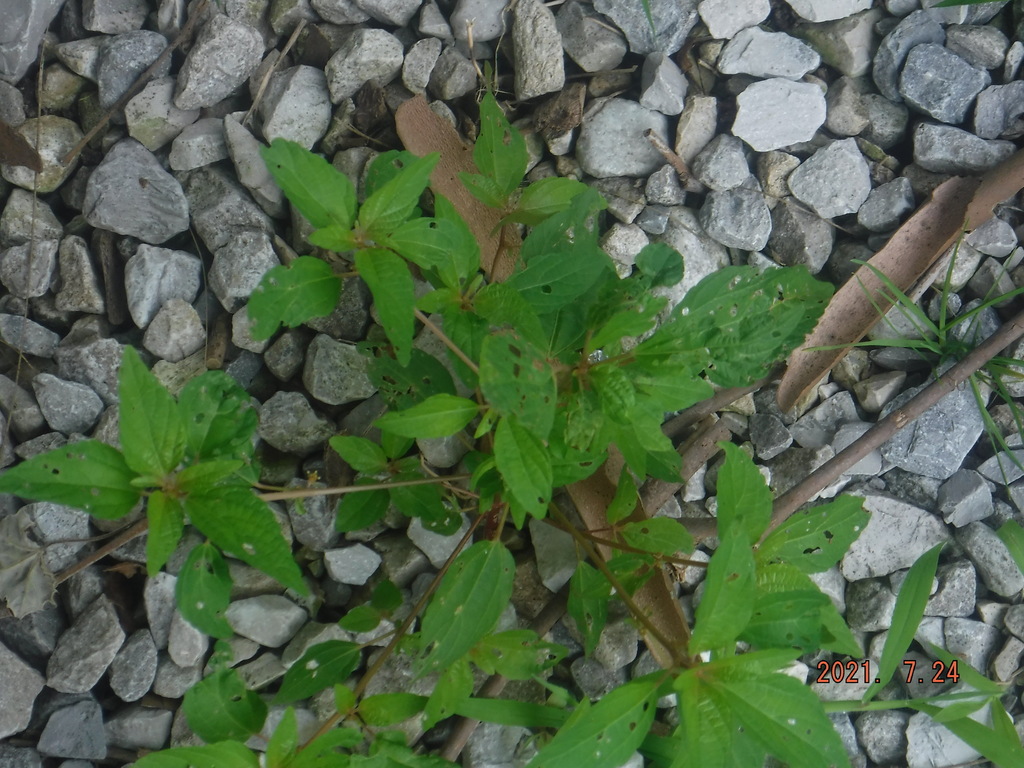 common copperleaf from Indianapolis, IN, USA on July 24, 2021 at 12:27 ...