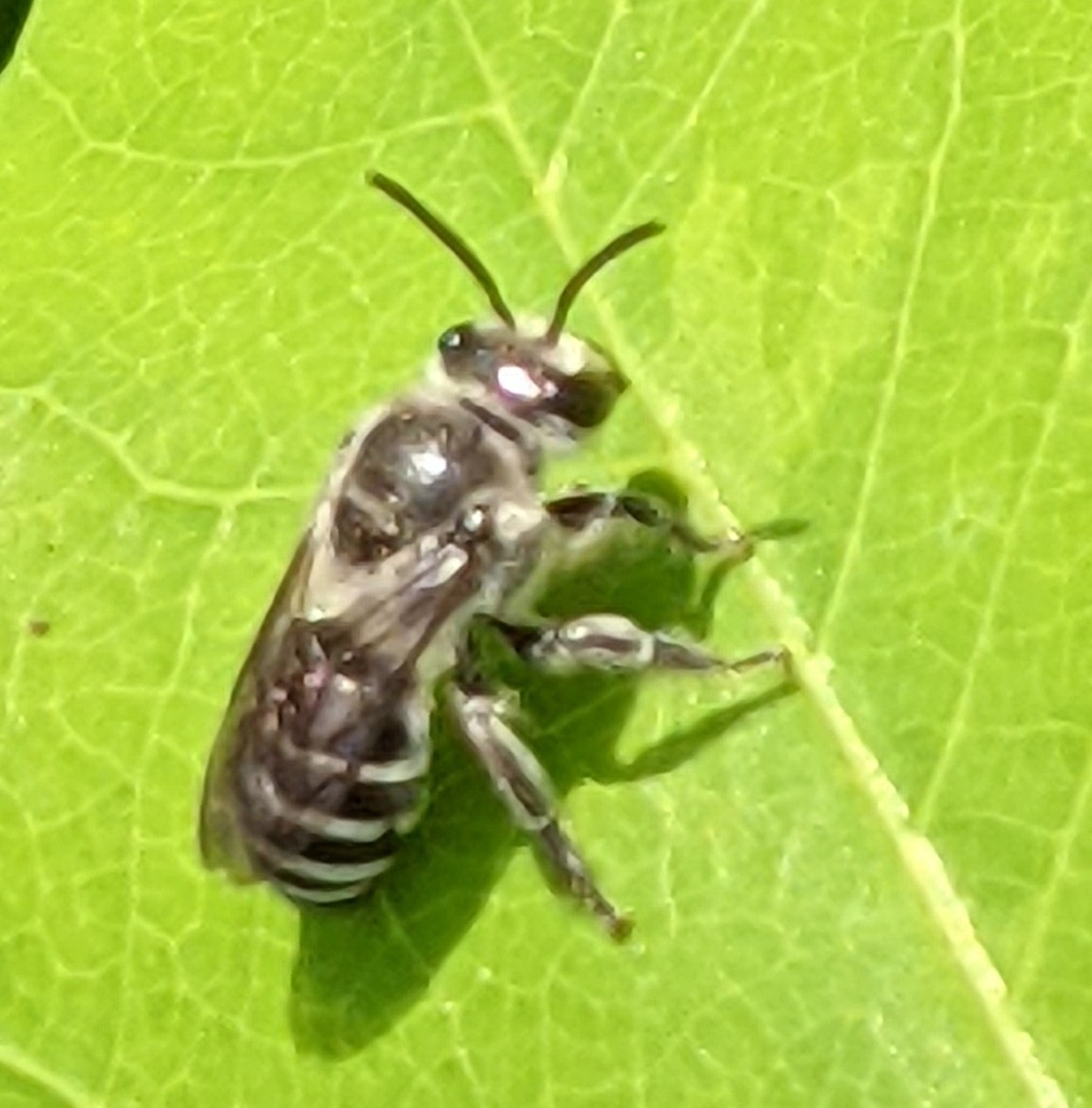 Broad-footed Cellophane Bee from New Castle County, US-DE, US on July ...