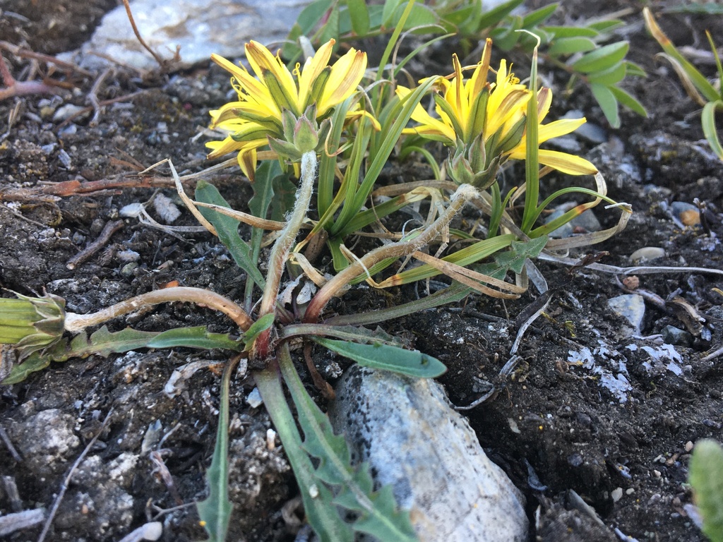 Alaska Dandelion from Yukon, Canada on July 1, 2021 at 01:17 PM by ...