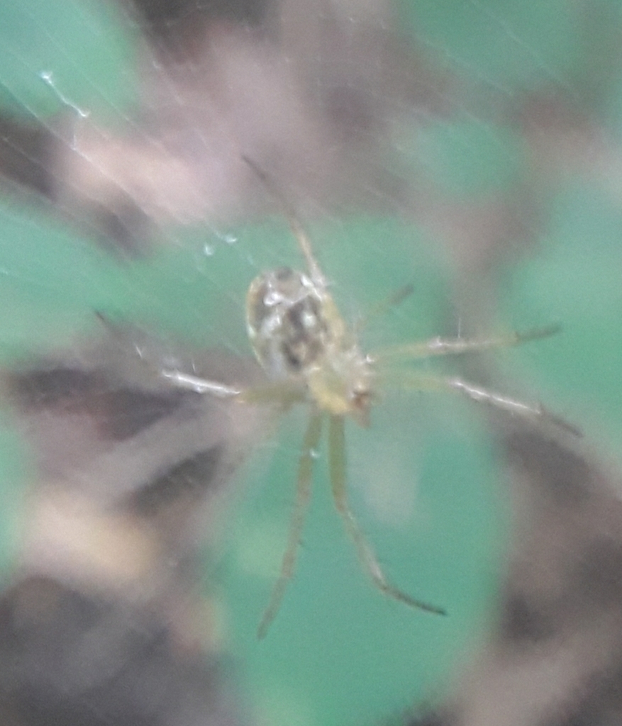 Mangora from Indianapolis, Indiana 46234, États-Unis on July 25, 2021 ...