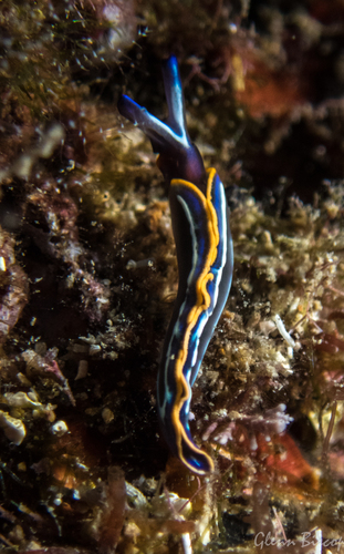 Invert-E-Base Portal Detailed Collection Record Information