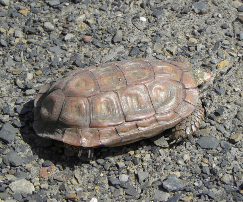 Boulenger's Cape tortoise (Biogaps (s Afr) Pentad 3120_2215: Species ...