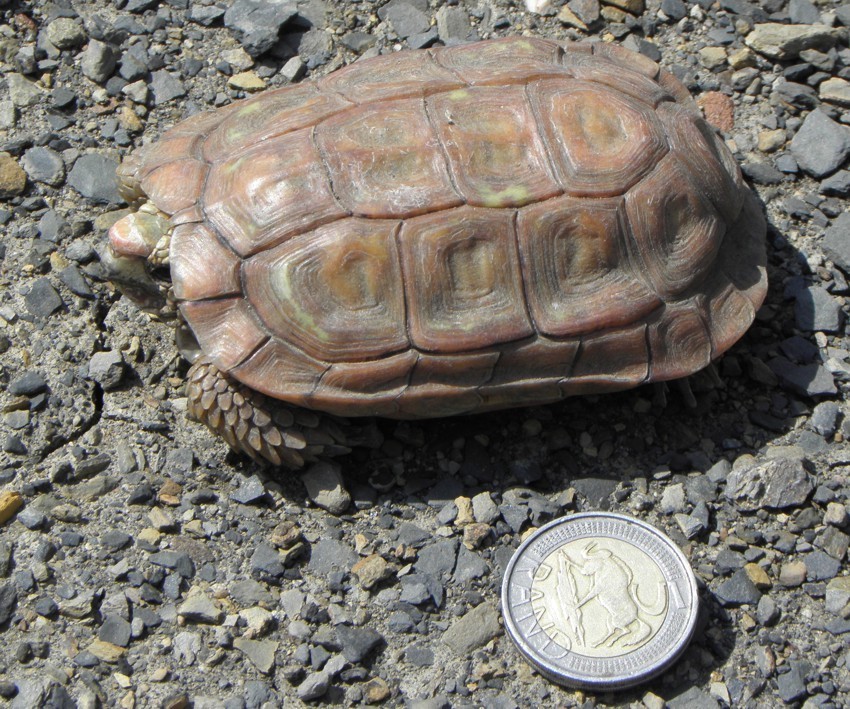 Donner-weer Tortoise (Turtles and Tortoises of Southern Africa ...