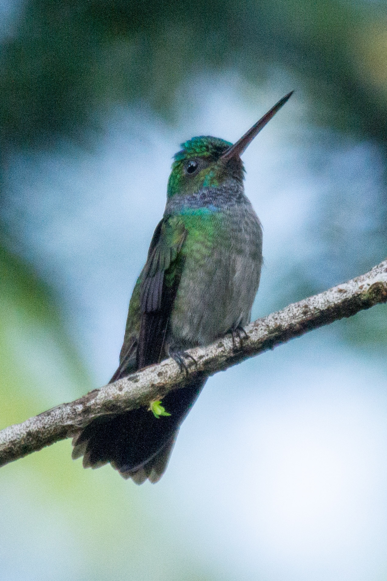 Polyerata decora Salvin, 1891