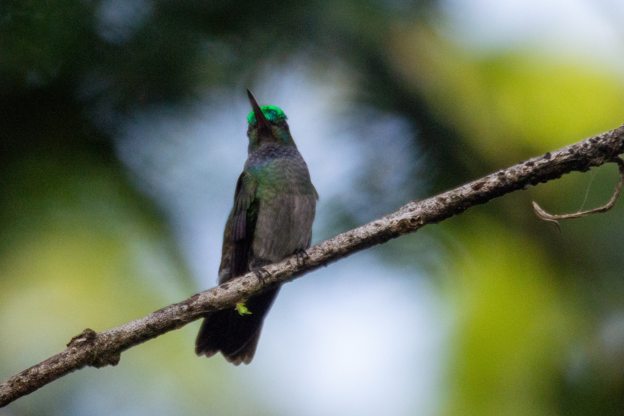 Polyerata decora Salvin, 1891