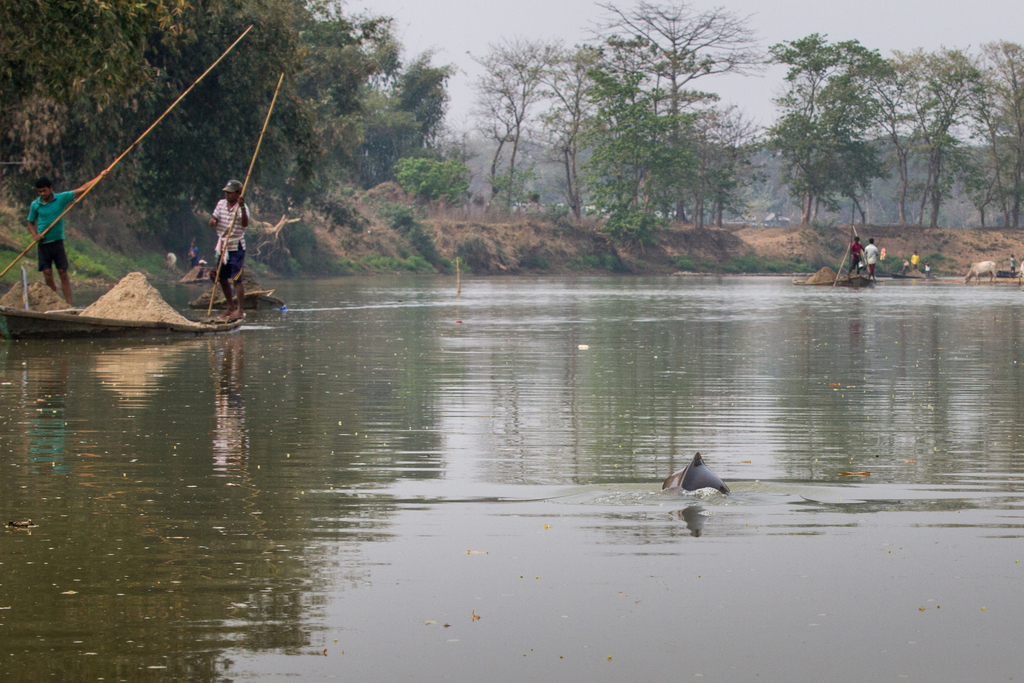 Ganges River Dolphin (Platanista gangetica) - Know Your Mammals