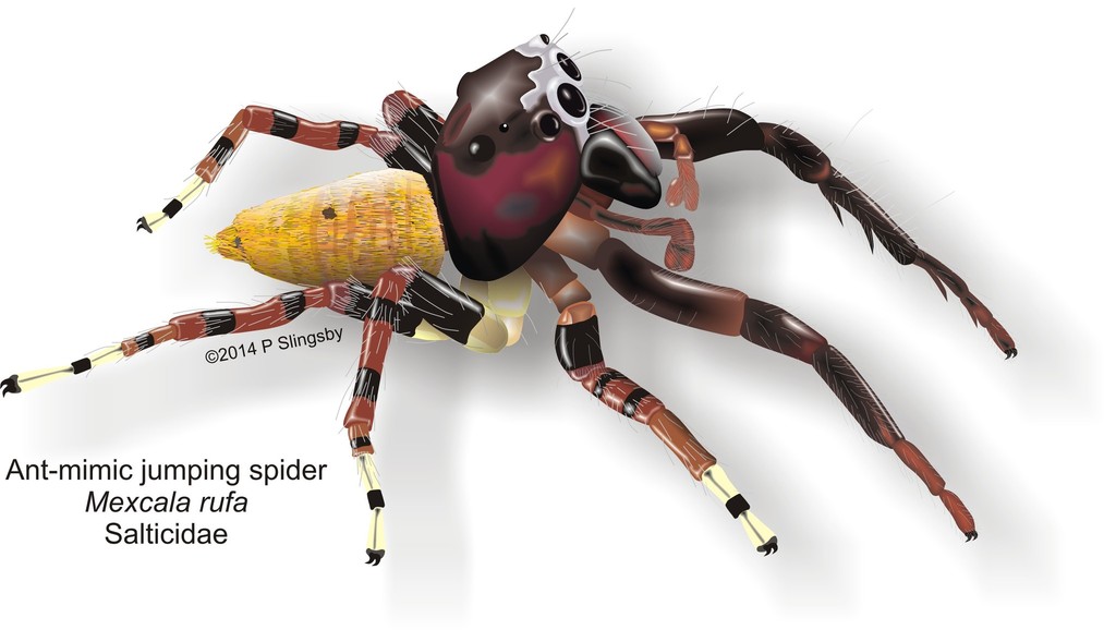Desert Ant-mimicking Jumping Spider from 6, Rooikrantz Rd Lakeside on ...