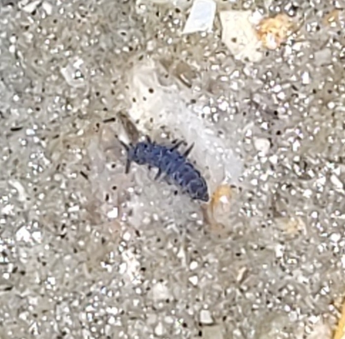 Seashore Springtail in July 2021 by Toga · iNaturalist