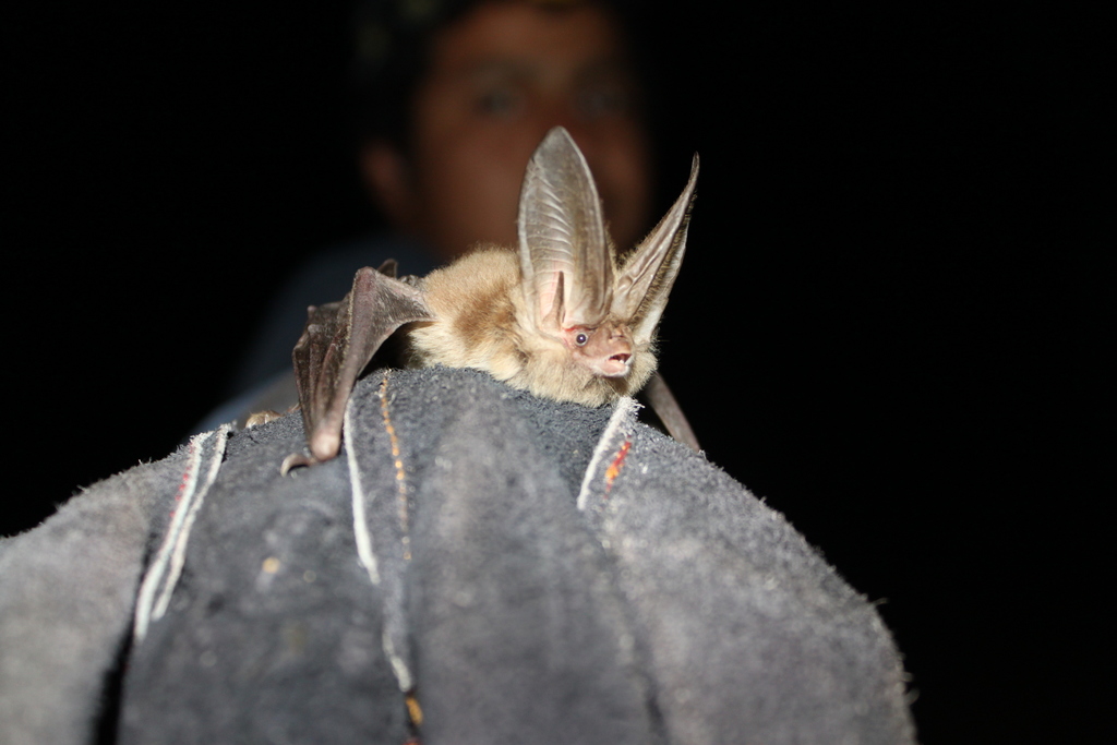 Townsend's Big-eared Bat from ecocubilete on June 17, 2012 by ...