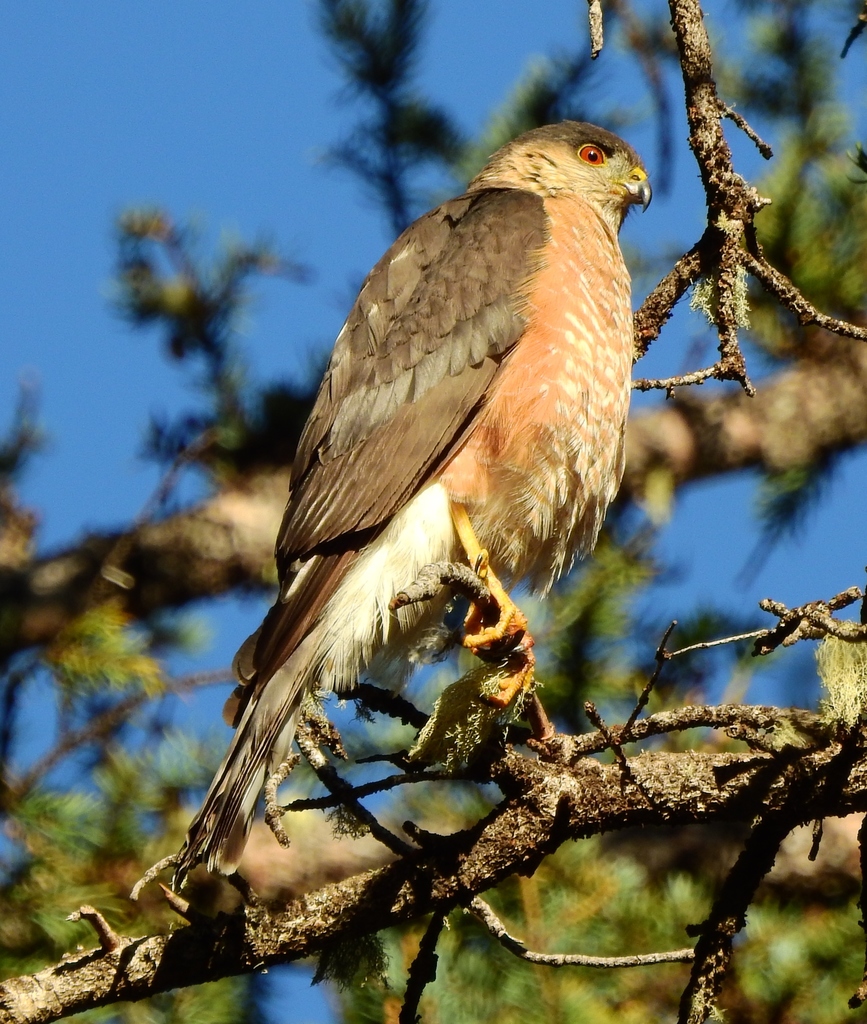 Sharp-shinned Hawk from Gunnison County, CO, USA on July 23, 2021 at 09 ...