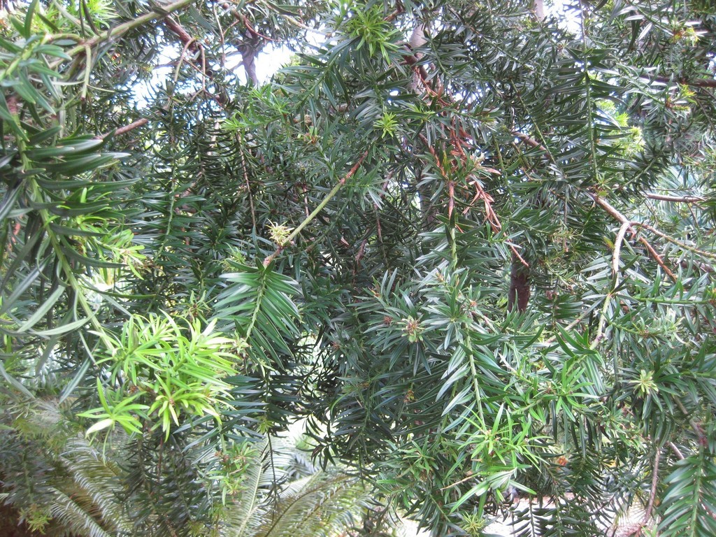 (Podocarpus lambertii) - Botanical Realm