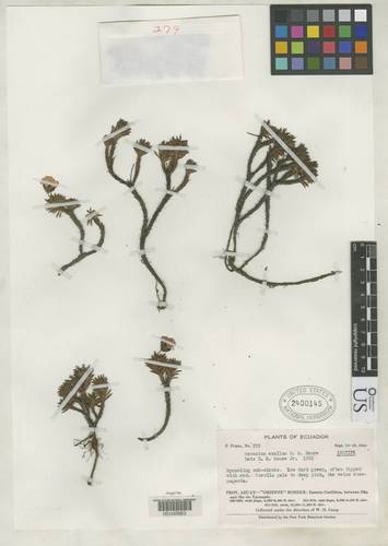 Geranium exallum · iNaturalist