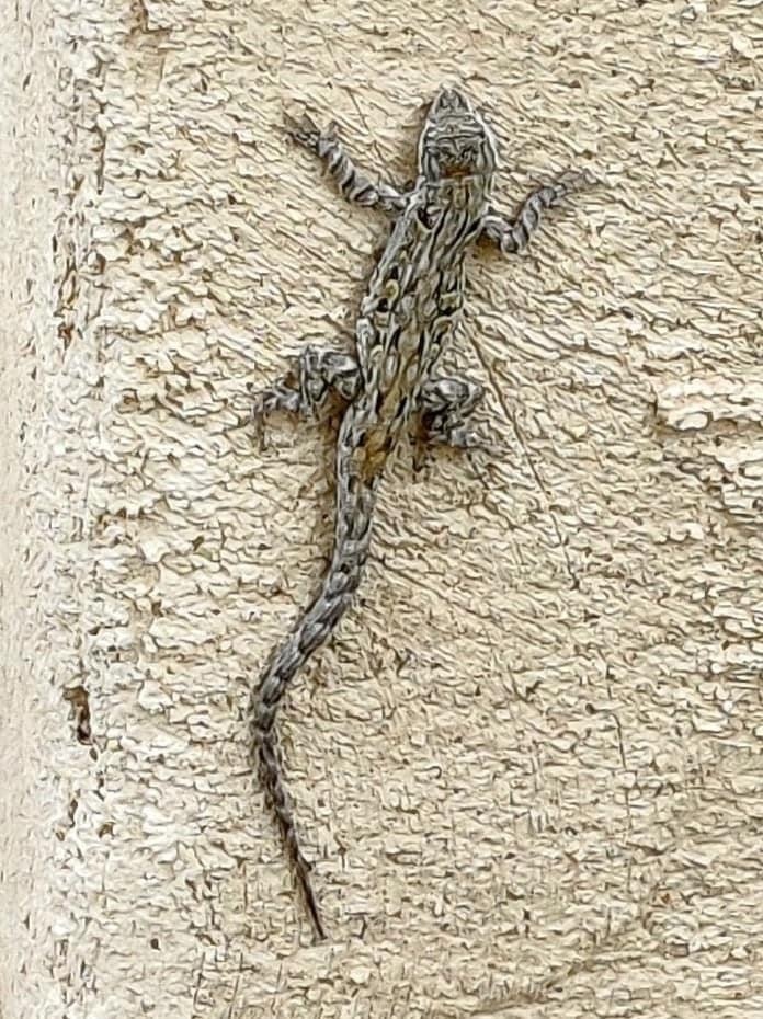 Tree and Bush Lizards (Urosaurus) - Snakes and Lizards