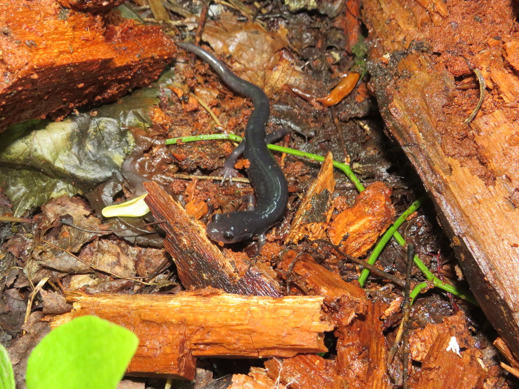 Southern Gray-cheeked Salamander from Macon County, NC, USA on July 24 ...