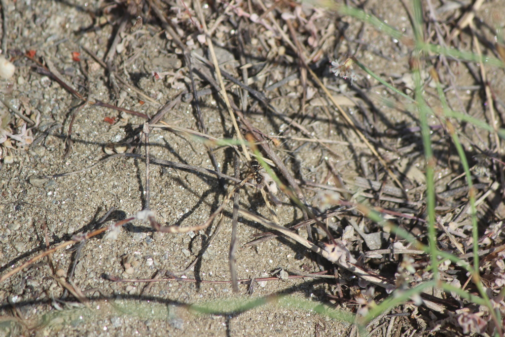 Silvery Field Ant from Los Angeles County, CA, USA on July 25, 2021 at ...