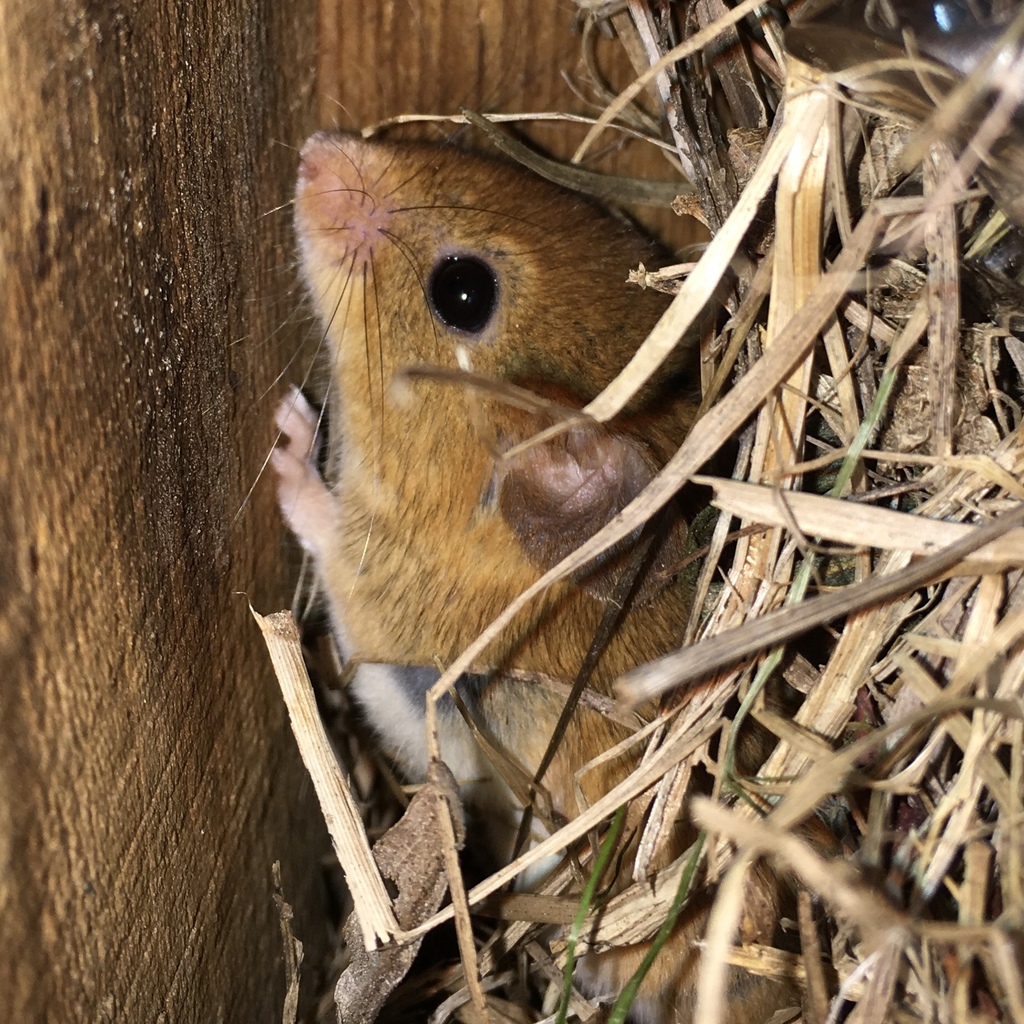 Golden Mouse (Ochrotomys nuttalli) - Know Your Mammals