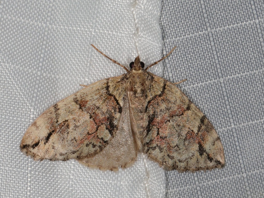 Shattered Hydriomena Moth from Chanterie 2 on June 29, 2021 at 10:34 PM ...