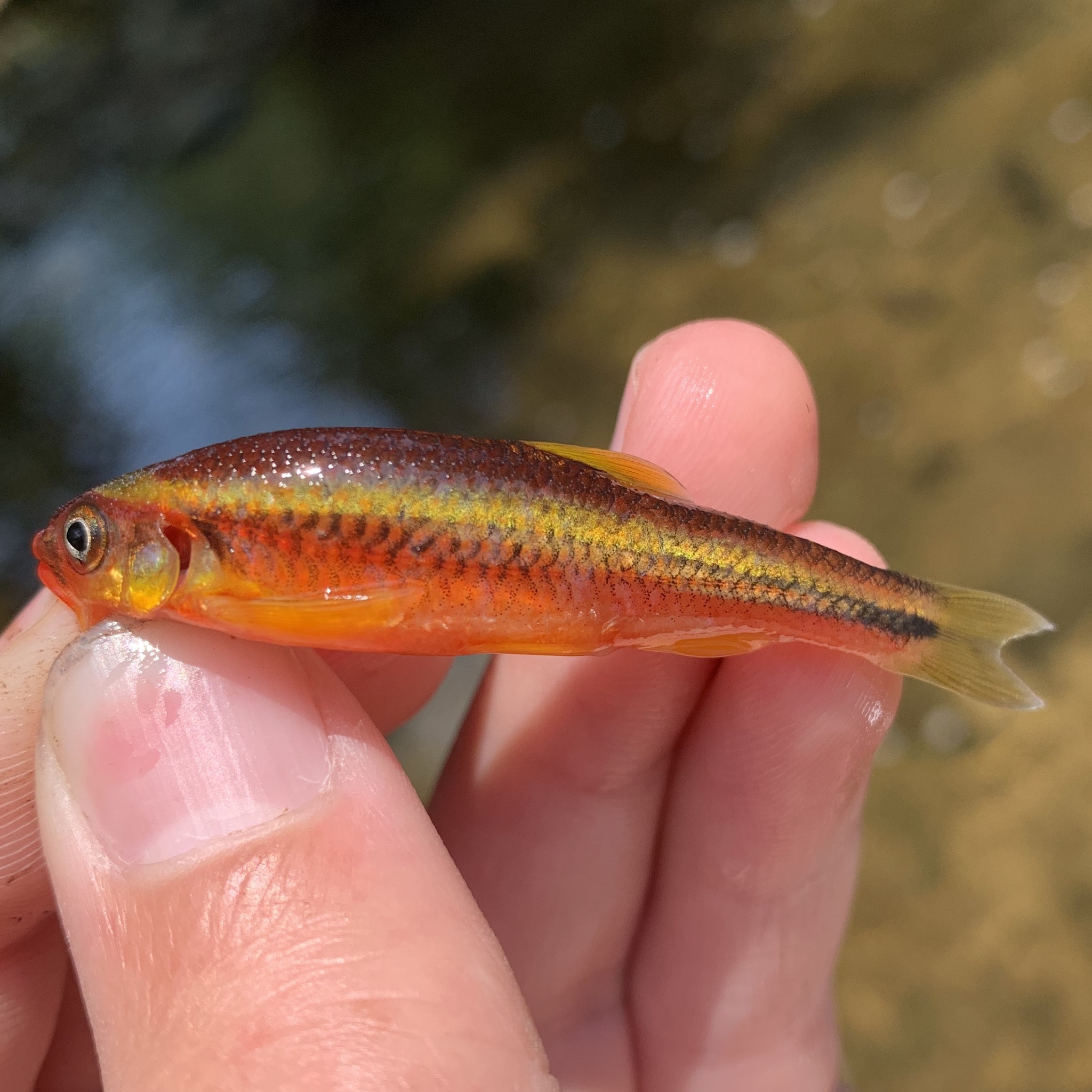 Notropis rubricroceus (Cope, 1868)